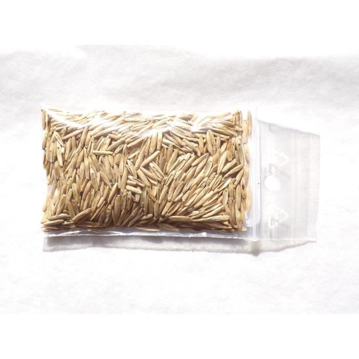 Ray Grass Anglais Oustal - 3 grammes - Lolium Perenne L. - Perennial ...
