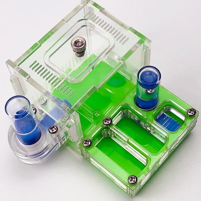 Valeur vert Mini fourmis, nid de reptiles, Terrarium, ferme de fourmis ...