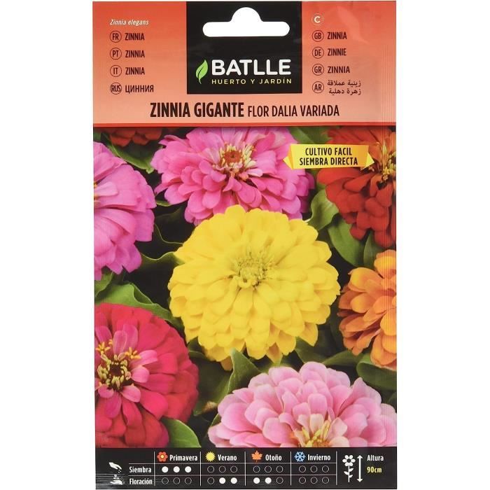 Zinnia Geant Fleur De Dahlia[u345] - Cdiscount Jardin