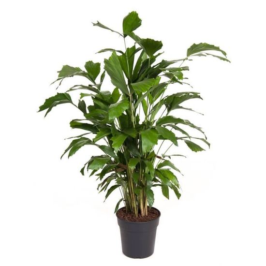 Plante d'intérieur – Palmier à Queue de Poisson de Birmanie – Hauteur ...