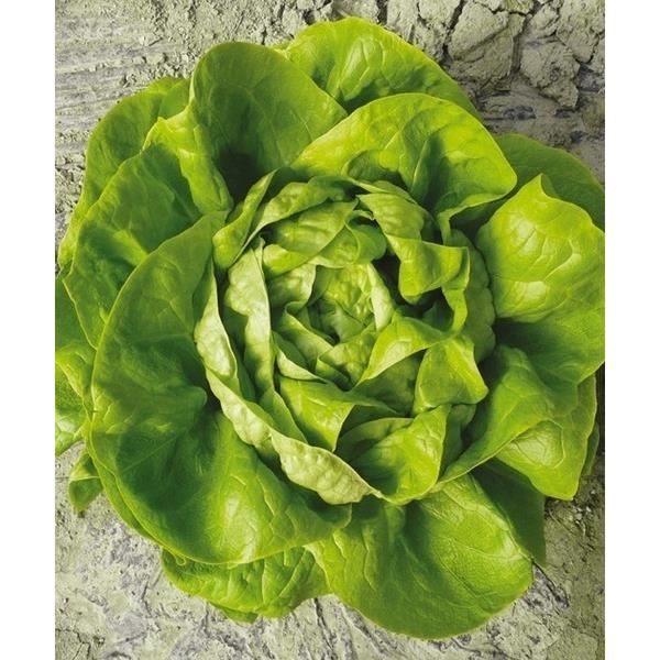 Sachet de graines semences de laitue Augusta - 7 G. - Cdiscount Jardin