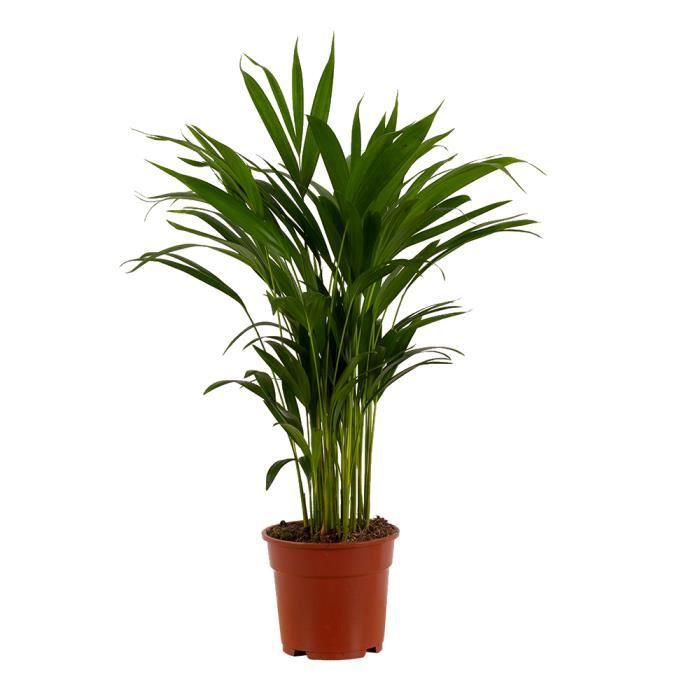 Plante d'intérieur – Palmiste multipliant – Hauteur: 60 cm XE19 ...