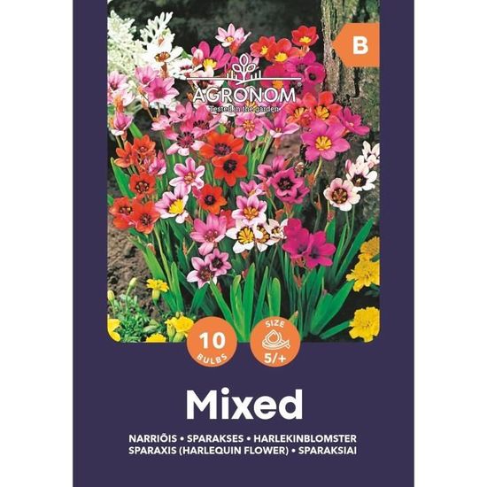 Agronom | Sparaxis - Mix | Bulbes À Fleurs Vivaces | Sont Cultivés Dans ...