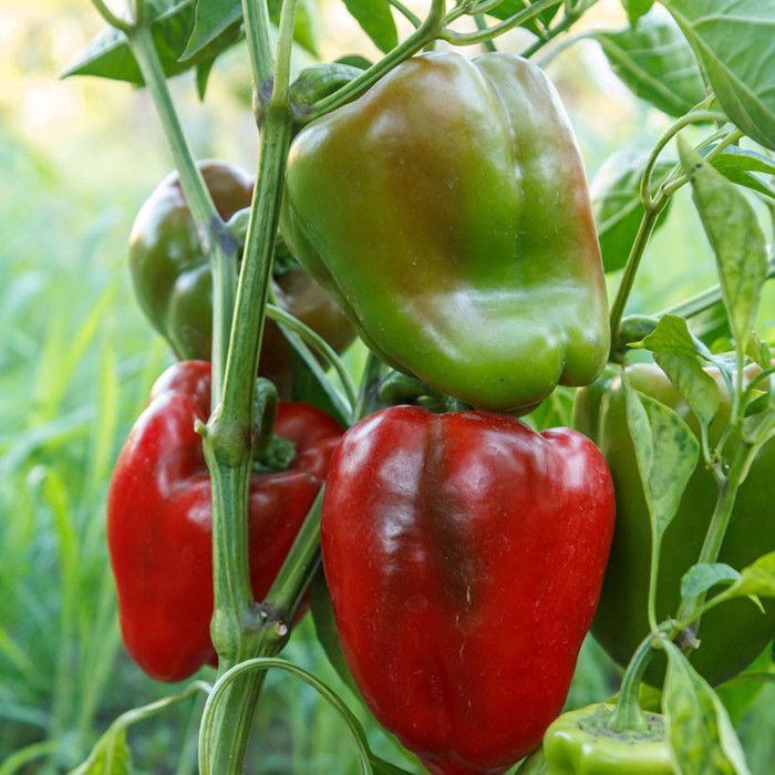 3 Plants Poivron Lamuyo F1 en Pot - Cdiscount Jardin