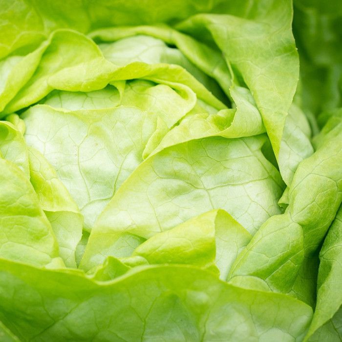 Graines de Laitue pommée Sagess - Vilmorin - Cdiscount Jardin