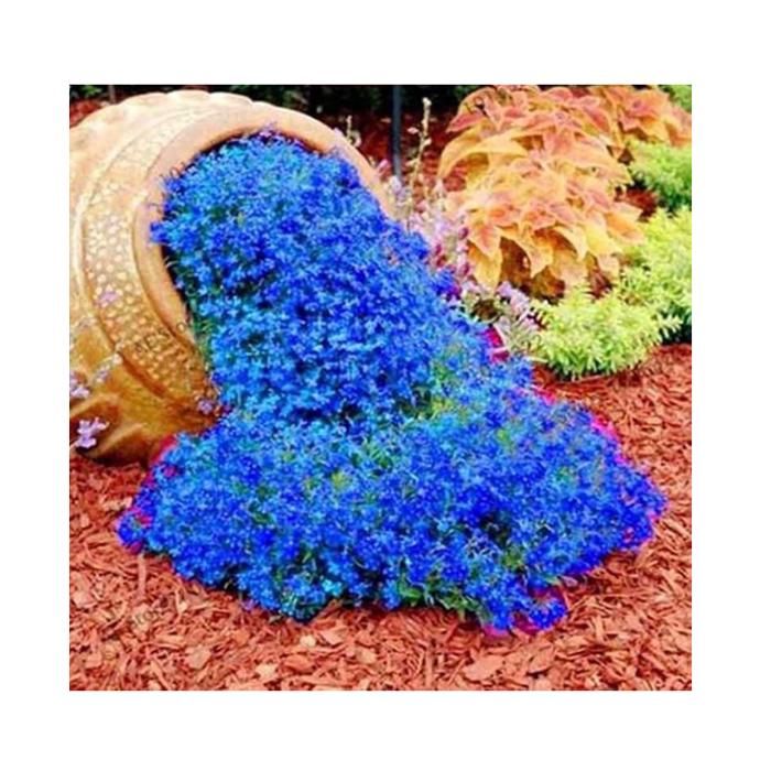 500 pièces Thym Serpolet Couvre Sol, Graines de Thym Rampant, de ...