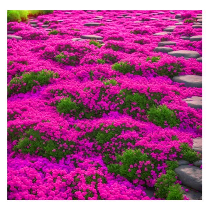 1000 graines de thym rampant pour la plantation de plantes couvre-sol ...
