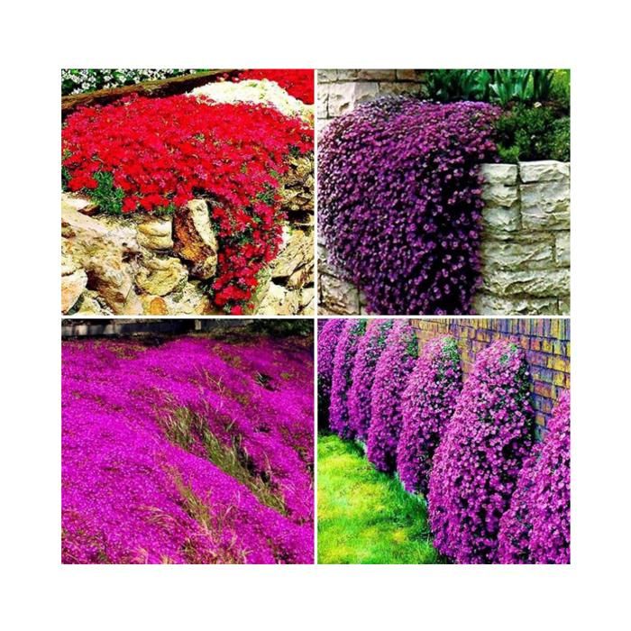 500 pièces Thym Serpolet Couvre Sol, Graines de Thym Rampant, de ...