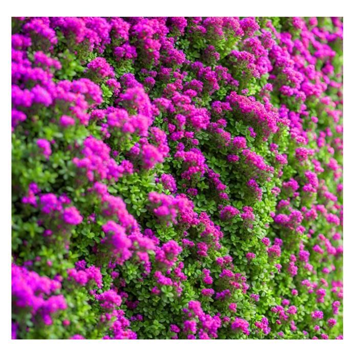 1000 graines de thym rampant pour la plantation de plantes couvre-sol ...