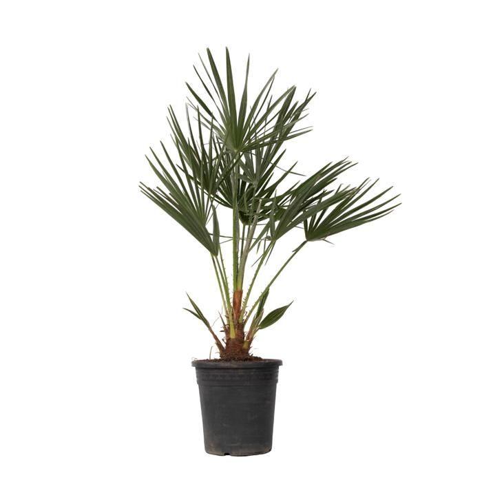 Palmier nain - Chamaerops humilis - Hauteur 70-80cm - d21cm - Cdiscount ...