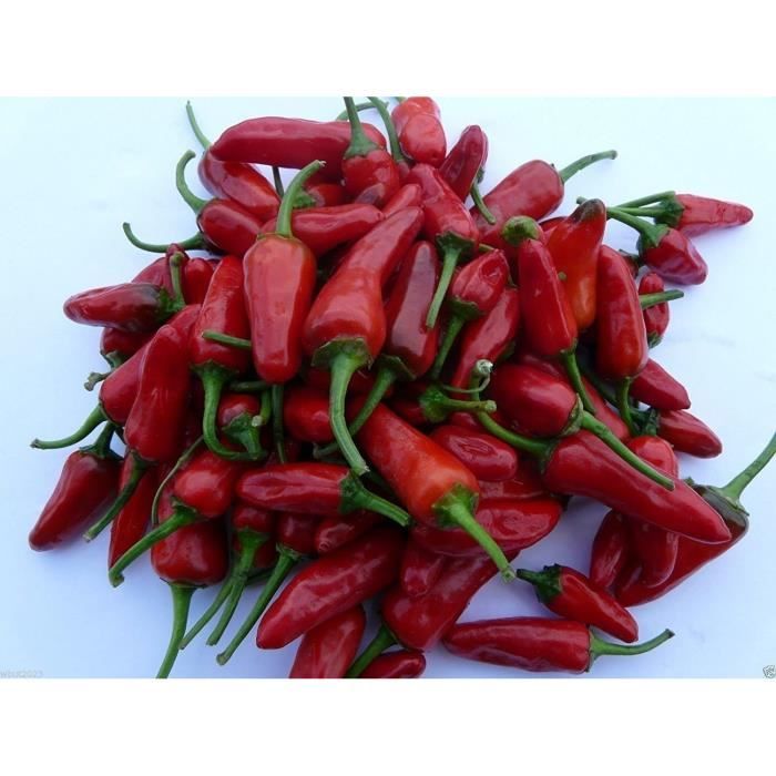 Apache Red Chili Pepper, 30 Graines, Grand Ou Petit Patio Et Le Panier ...