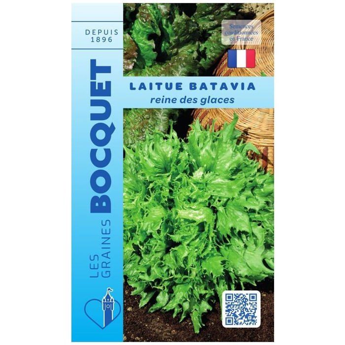 Graine - Semence - Laitue batavia Reine des glaces - Cdiscount Jardin