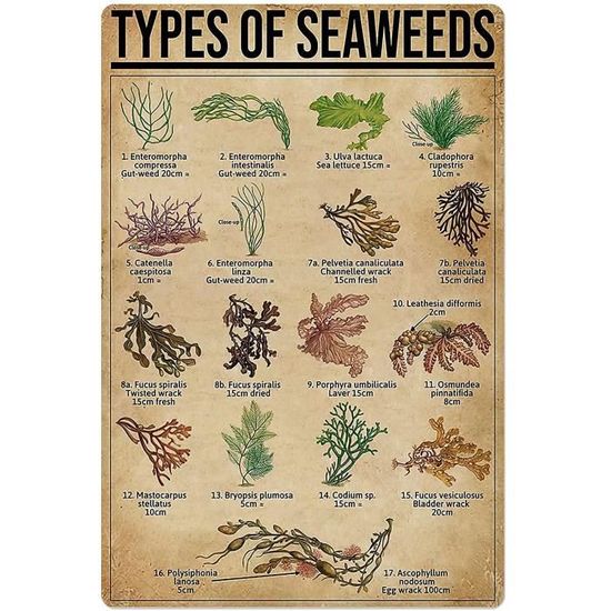 Poster Seaweed Knowledge - Metal Tin Sign - Types de Seaweeds Chart ...