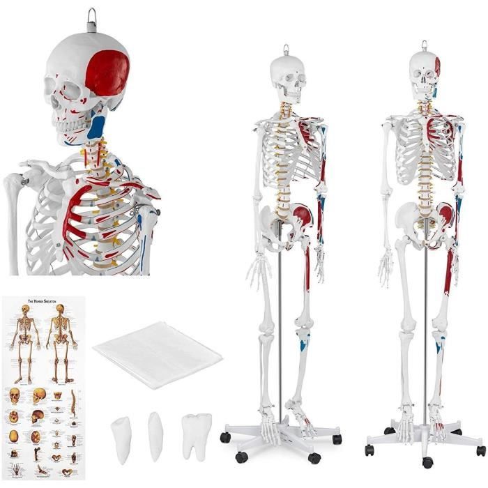 Modèle d'anatomie du Squelette Humain Système Anatomique éducatif ...