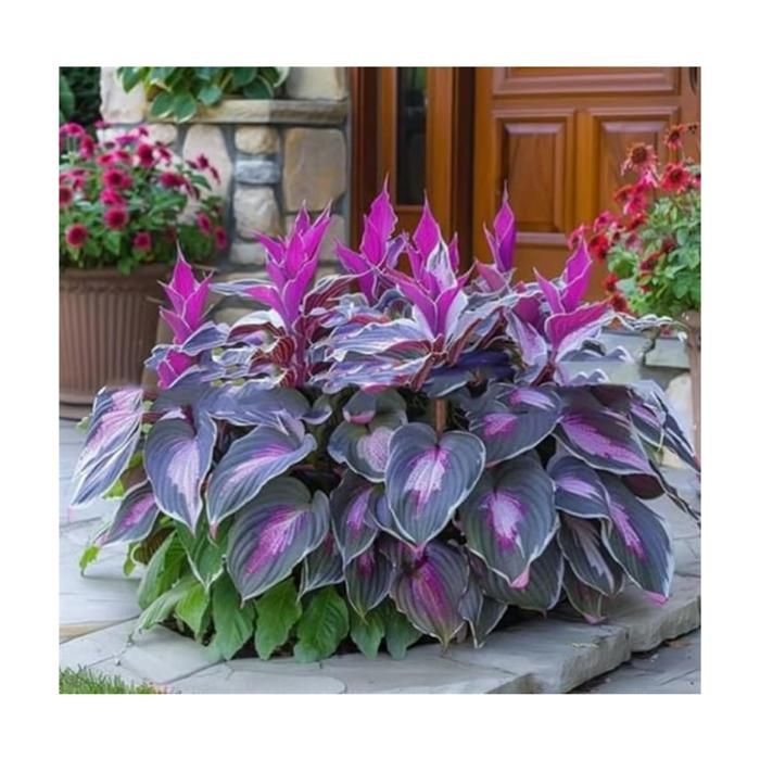 1000 Graines de Hosta Vivace Résistantes au Froid Fleurs d’Ombre ...