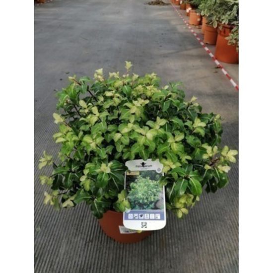 Pittosporum ten. 'Gold Star' - Pittospore 30- 40 cm en pot - Cdiscount ...