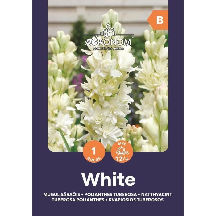 Agronomie | Tubéreuse - Polianthes Tuberosa | Bulbes à fleurs vivaces ...