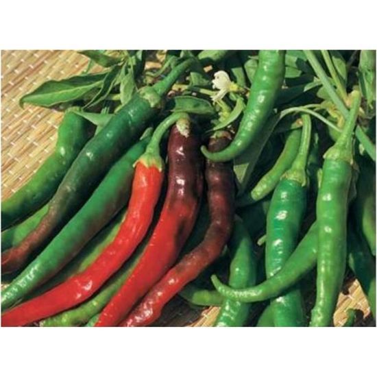 25 Graines de Poivron Doux Très Long des Landes - légumes potager ...