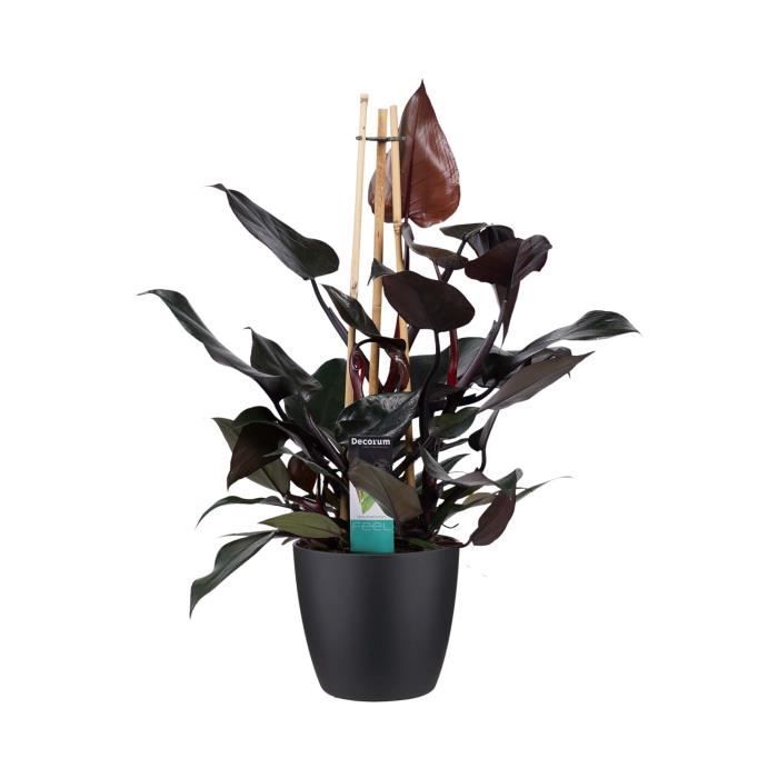 Plante d'intérieur – Philodendron grimpant en pot de fleur noir comme ...