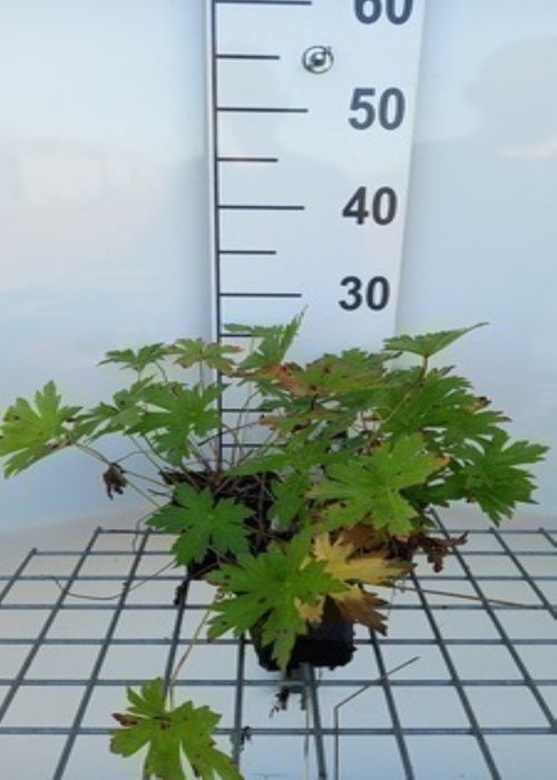 Geranium psilostemon 'Red Admiral' - Plante Géranium vivace en pot 9 x ...