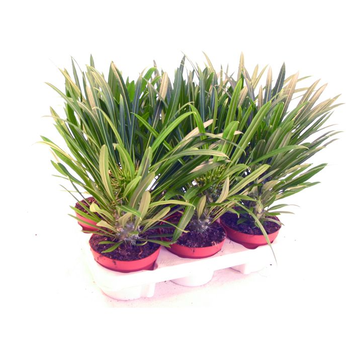 Pachypodium lameri - Véritable palmier de Madagascar - pot 12cm ...
