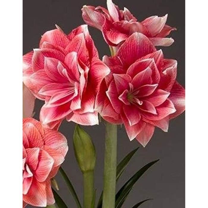 2Pièces Hippeastrum Striatum Bulbs Blooming Parfumé Magnifique Bouquet ...
