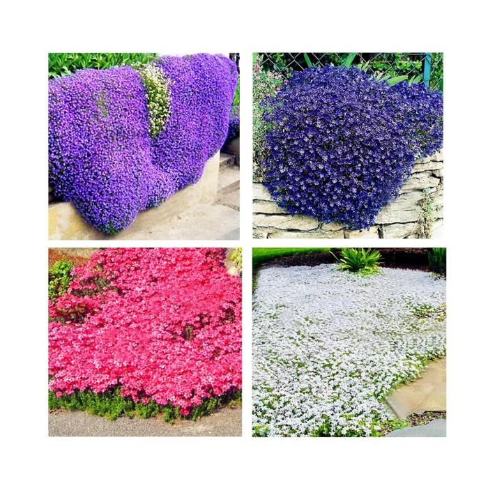 200 Graines de Thym Serpolet Rouge Plante Vivace Couvre-Sol, Faciles à Planter, graines de thym ...