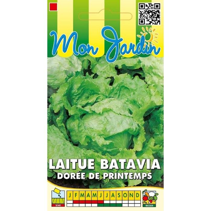 Graine - Semence - Laitue Batavia dorée de printemps - Cdiscount Jardin