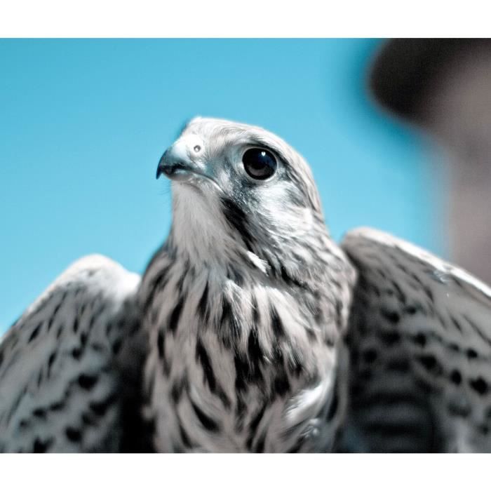 Poster Affiche Faucon Aigle Oiseau Predateur(36x42cmB) - Cdiscount Maison