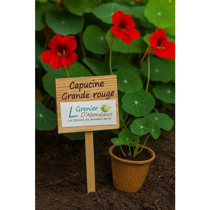 20 graines de Fleurs à semer - Le Grenier d'Abondance - CAPUCINE Grande ...