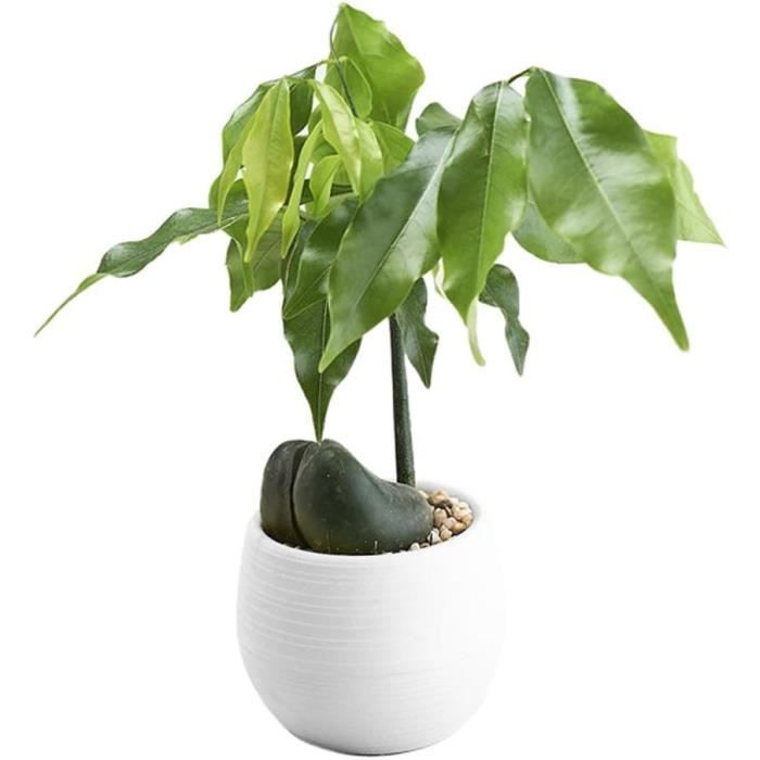Mini Cache-Pot De Fleurs Rond En Plastique Coloré - 25 Cm - Pour ...