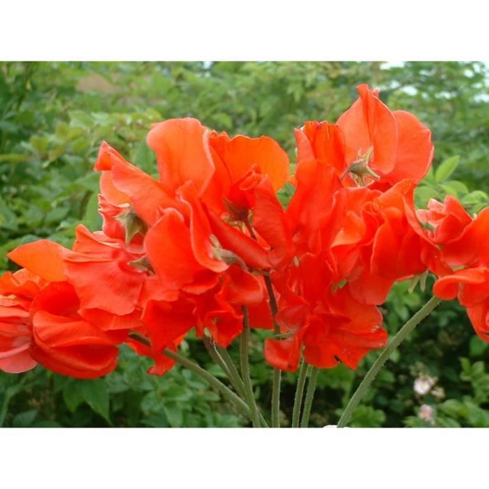 Pois de Senteur - Drapeau Rouge - 60 Graines [491] - Cdiscount Jardin
