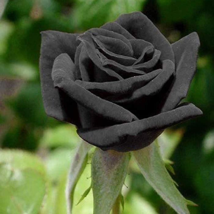 20 graines de rose noire plantes de jardin rustiques roses rares ...