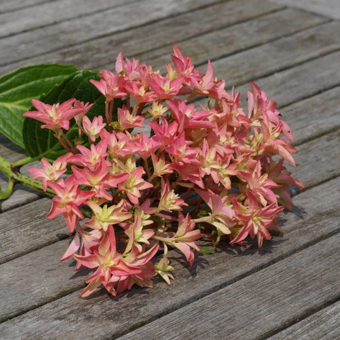 Hortensia macrophylla YOU&ME® Princess Diana 'H213' - Cdiscount Jardin