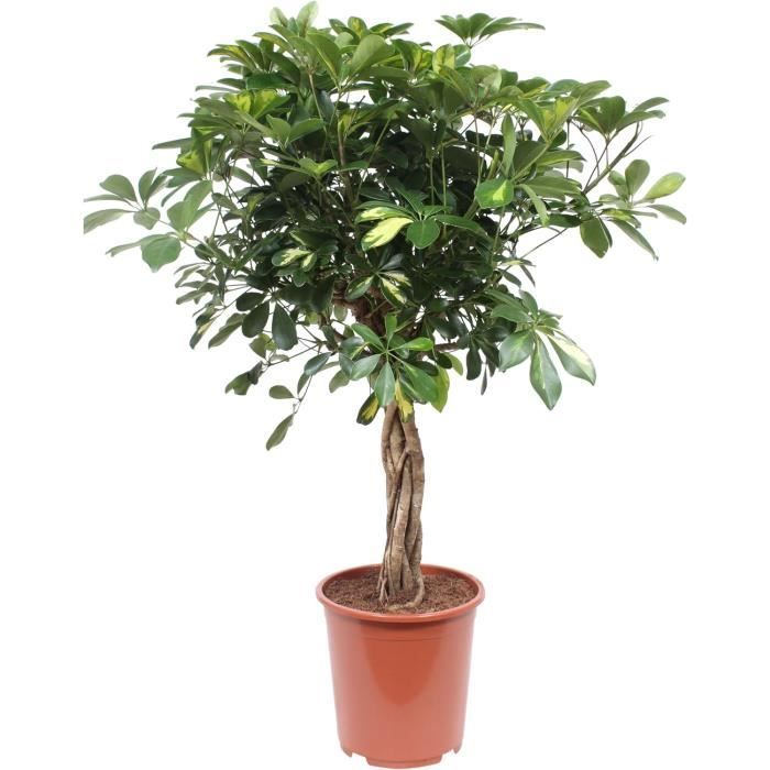 Plante d'intérieur de Botanicly – Arbre ombelle – Hauteur: 80 cm ...