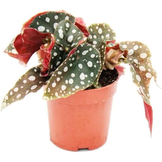 Bégonia À Pois Mini Bégonia Begonia Maculata Wightii 7 Cm[u10326 ...