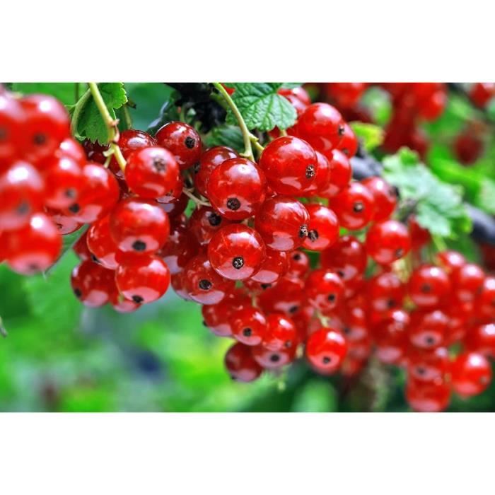 50 Graines de Groseillier à grappe Rouge - fruit potager - semences ...