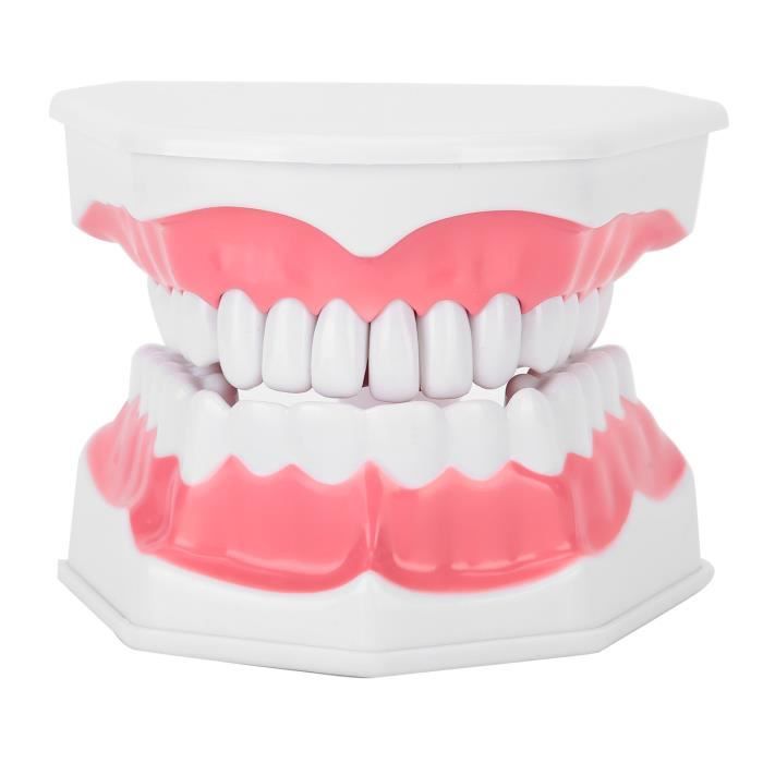Fafeicy Modèle de dents Modèle de Dent Dentaire Enseignement par ...