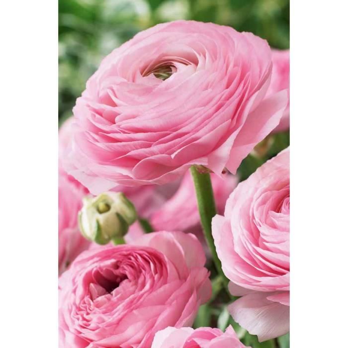 20 Renoncules roses - Cdiscount Jardin