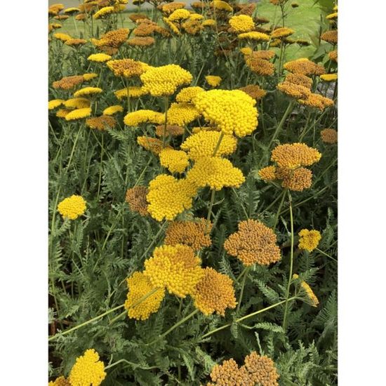 Achillea 'Coronation Gold' - Achillée millefeuille en pot de 9x9 cm ...