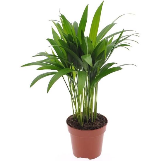 Plante D'Intérieur De Palmiste Multipliant Hauteur: 50 Cm Areca Dypsis ...