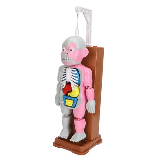 Drfeify Jeu éducatif anatomie corps humain pour enfants - Cdiscount ...