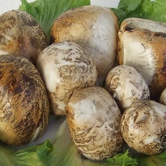 Fromage morceaux de fumée Bufala 500 Gr Italie - Cdiscount Au quotidien