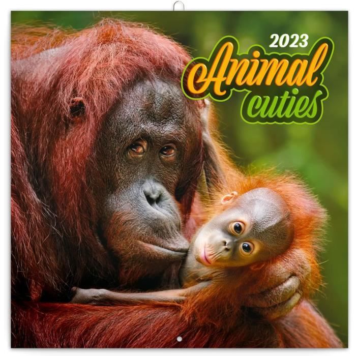 Calendrier Mural Animal Cuties 2023, Calendrier Brochure Avec ...