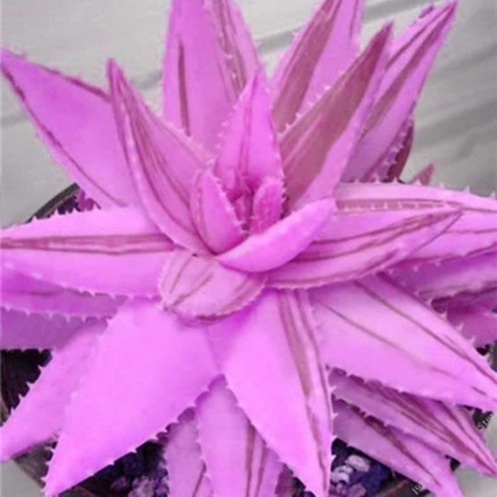 Rare Rainbow Aloe Graines Anti Radiation Bonsaï Plantes Succulentes ...