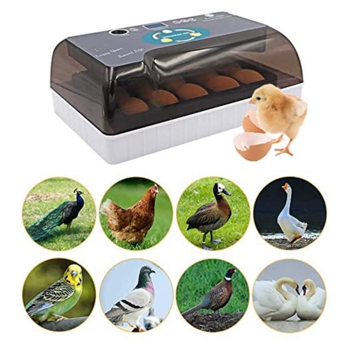 Couveuse Incubateur 12 oeufs automatique Incubateur automatique ...