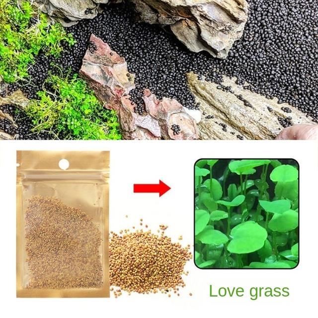 PLANTE D'AQUARIUM,Love grass C-2A 2B 2C 2D 2E--Plantes'aquarium ...