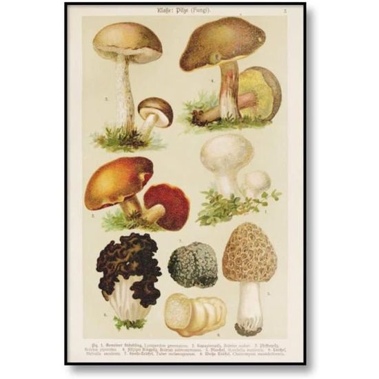 Affiche Éducative Botanique Champignons Champignons Identification ...