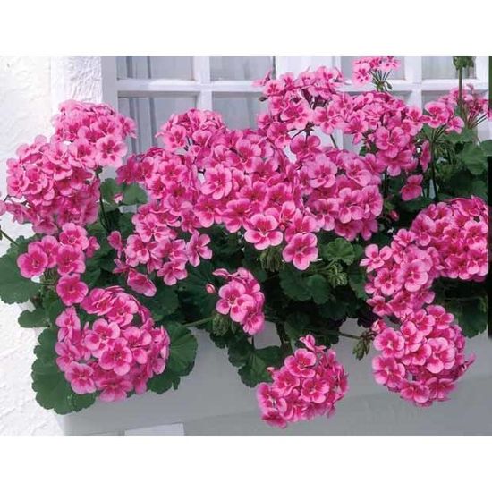 6 Géraniums à massifs bicolores - Cdiscount Jardin
