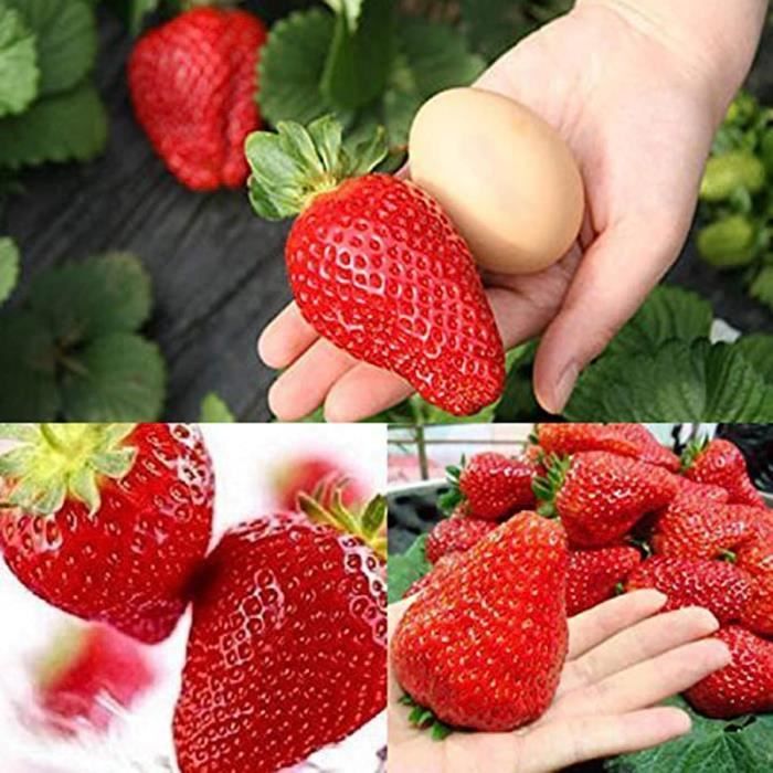 WEYE-Lot de 300 graines de fraises géantes pour jardin, cour, ferme ...